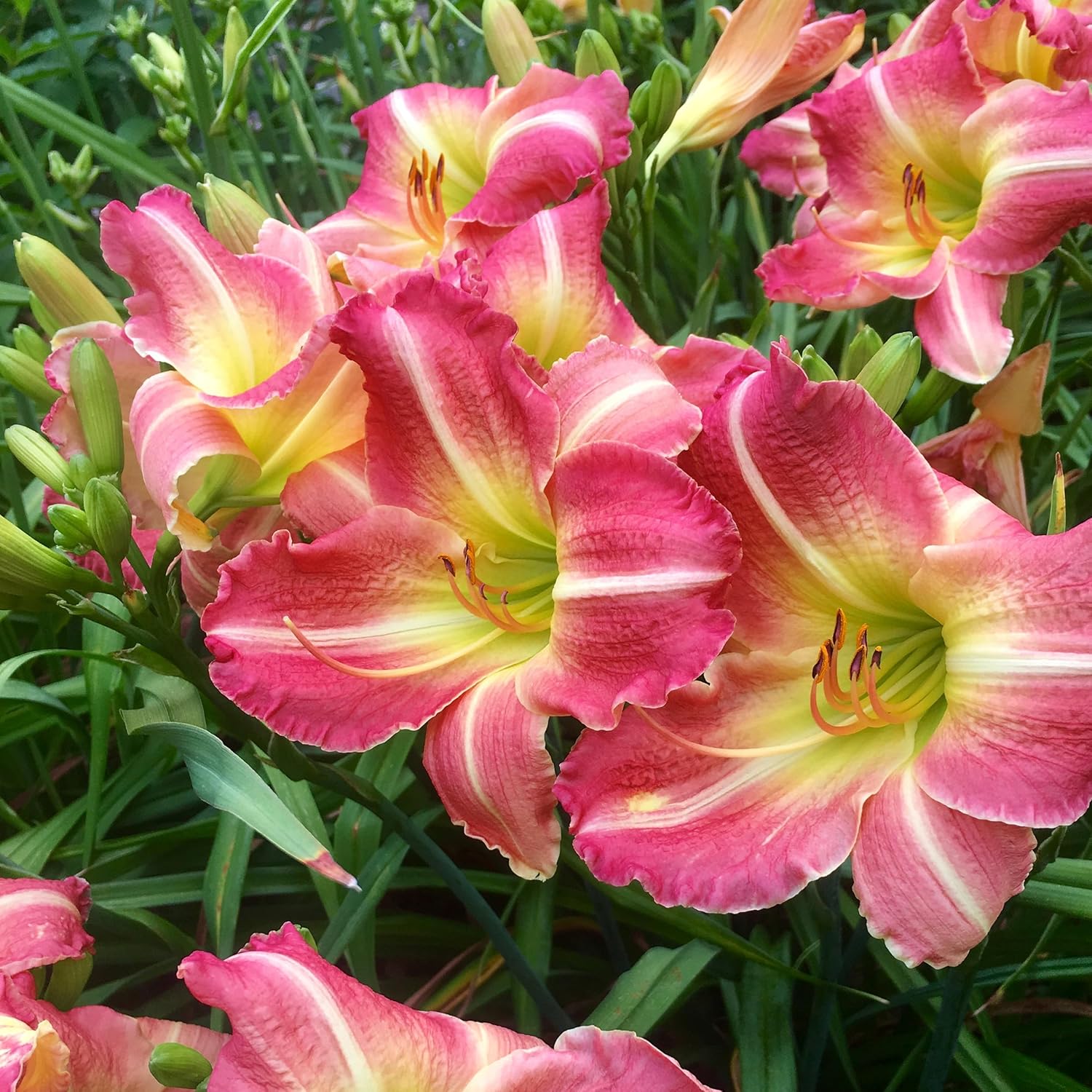 Amazon.com : Garden State Bulb Matrousjka Daylily Flower Bulbs, Live ...