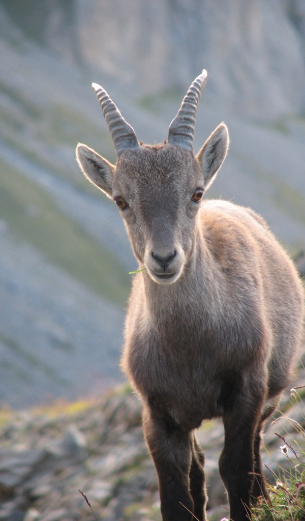 Cute Alpine ibex Wallpaper -- HD Wallpapers of Cute Alpine ibex! - App ...