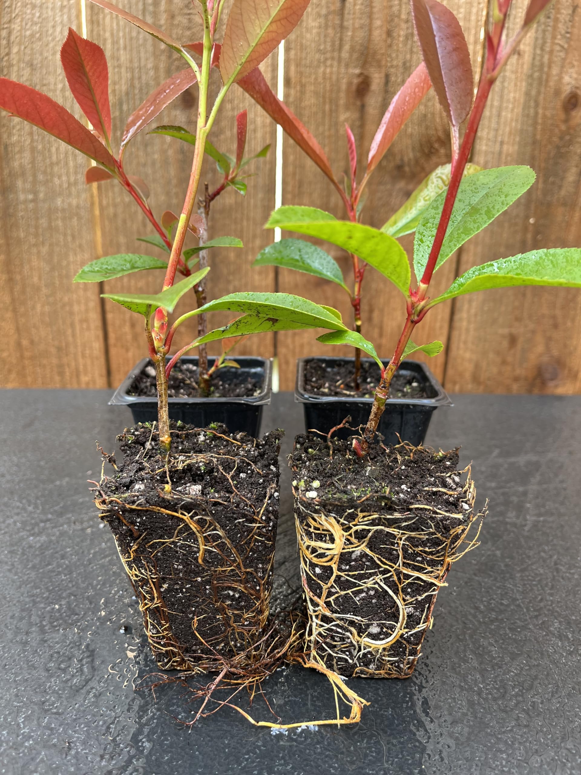 Amazon.com : MITRAEE 100pcs Photinia Fraseri Frasery Serrulata Red ...