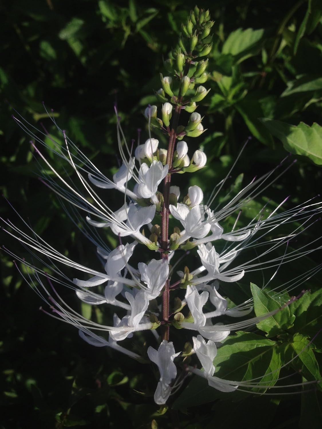Amazon.com : Cat Whiskers - Orthosiphon Java Tea - Live Plant - White ...