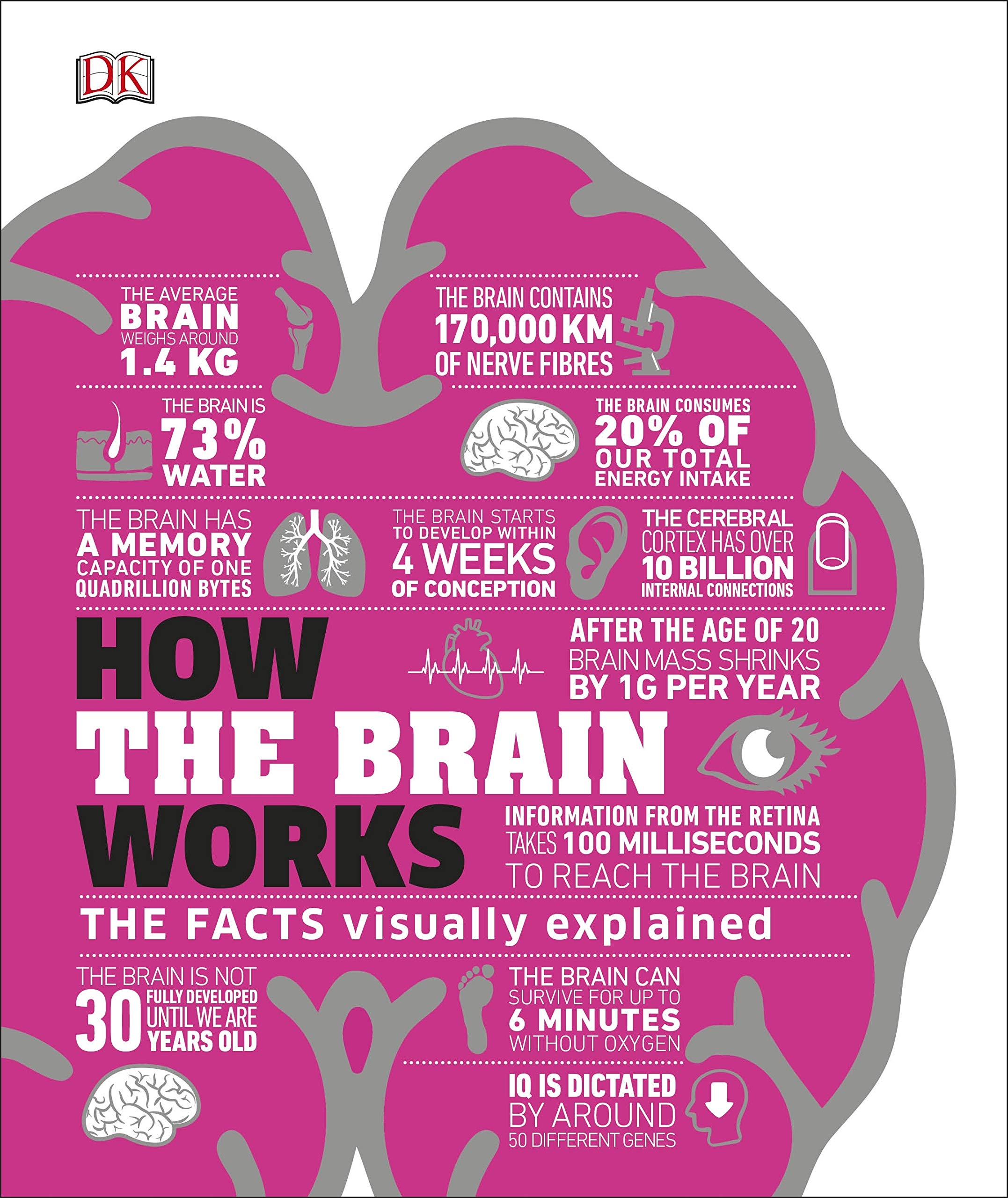 Buy How The Brain Works The Facts Visually Explained How It Works