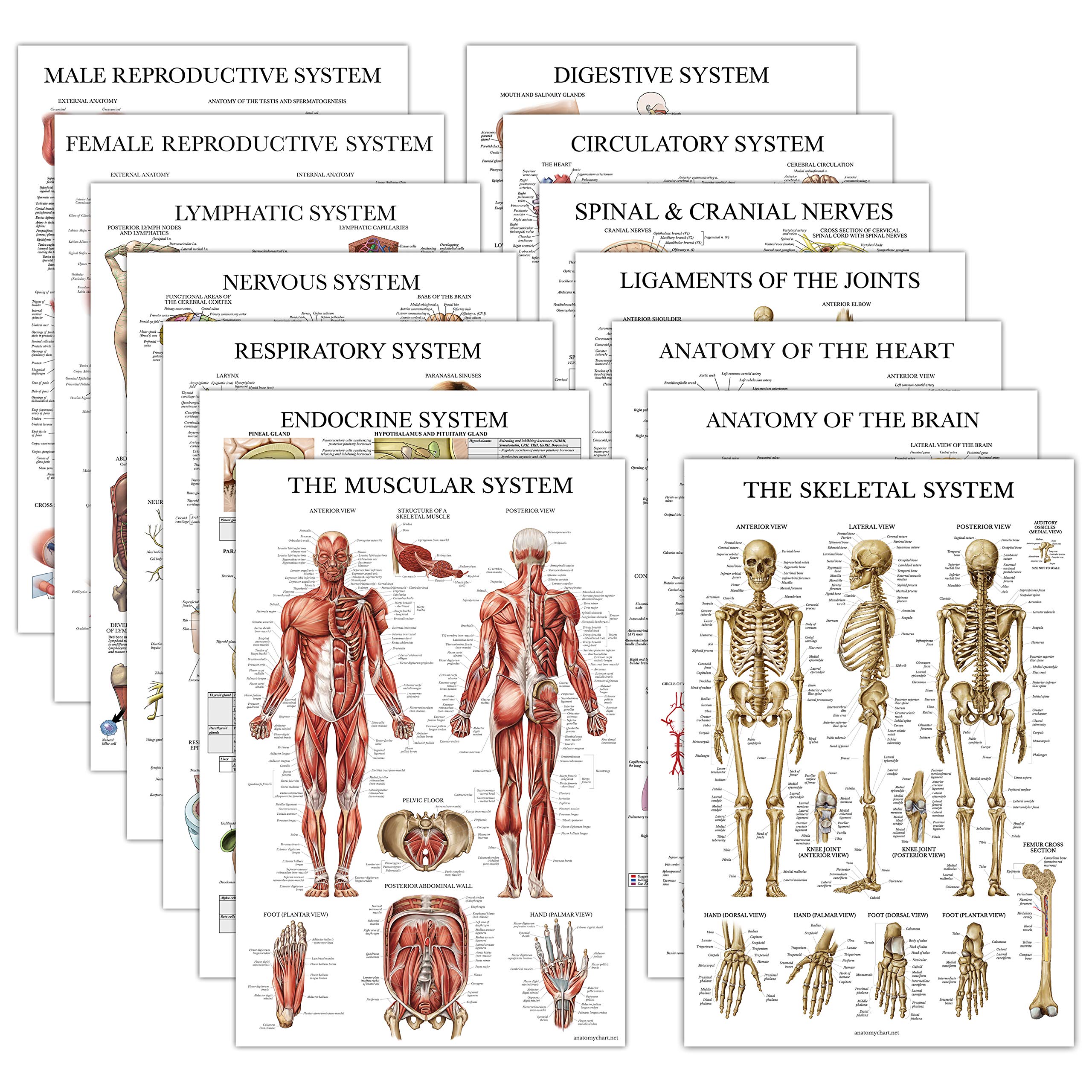 Buy 14 Pack - Anatomical s - Laminated - Muscular, Skeletal, Digestive ...