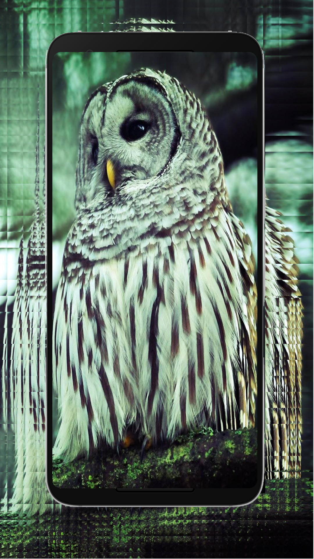 HD Wild Animal Wallpapers - App on Amazon Appstore