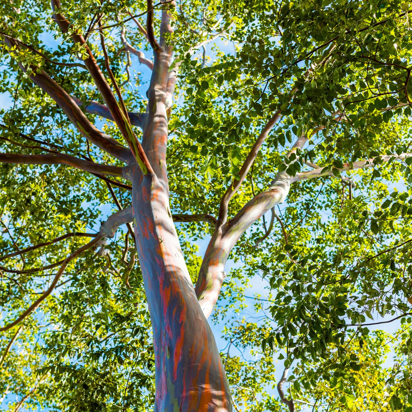 Rainbow Eucalyptus Tree Bark Stock Photo Download Image