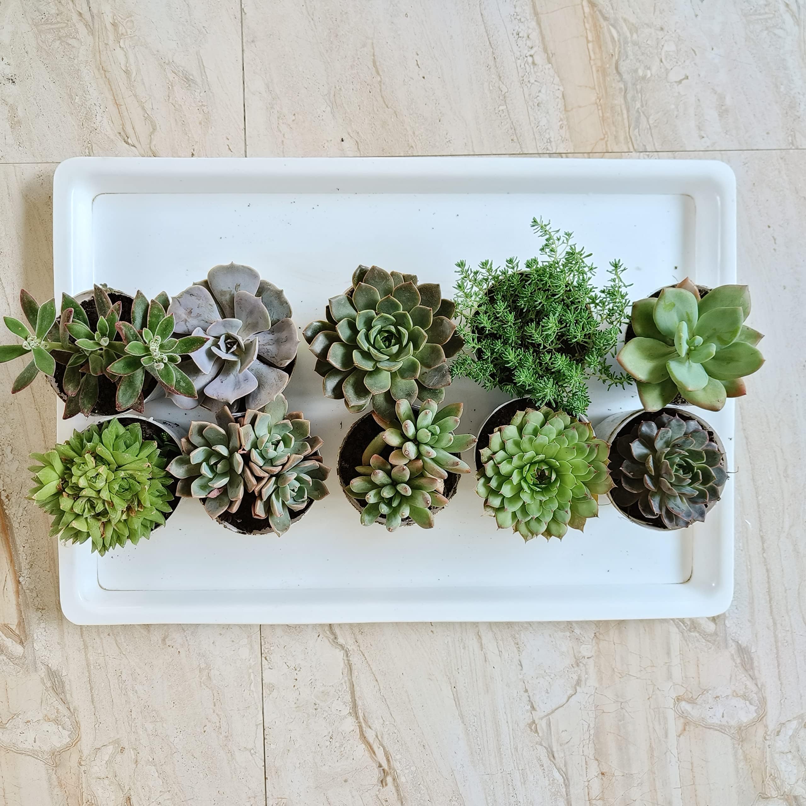 Farm Storey Assorted succulent plants set of 12, Any 12 live succulent ...