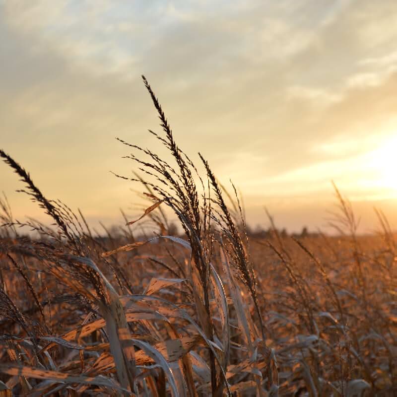 Amazon.ca: Fire Tablet - Themes / Customization: Amazon Appstore