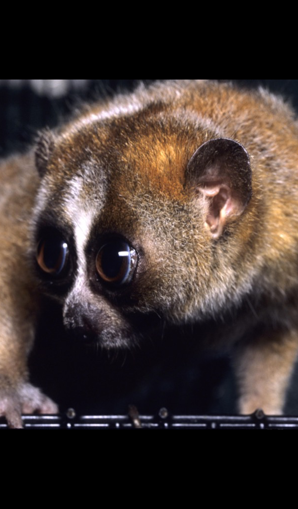 slow lori Wallpaper -- HD Wallpapers of slow loris! - App on Amazon ...