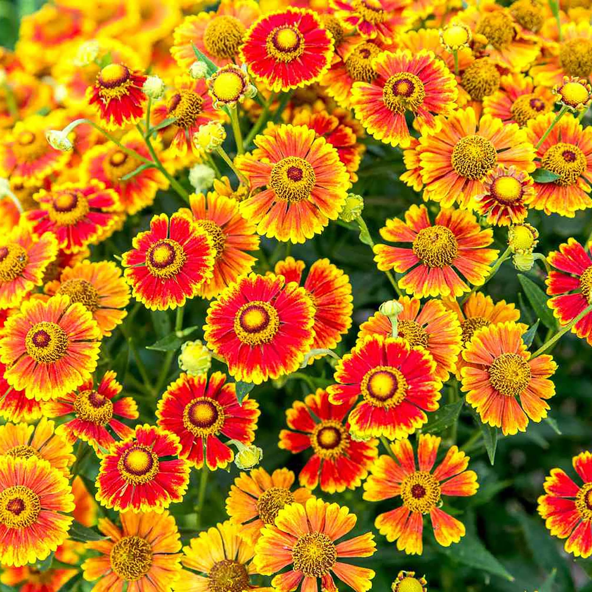 Amazon.com : 100Pcs Sneezeweed Seeds Helen's Flower Helenium Autumnale ...