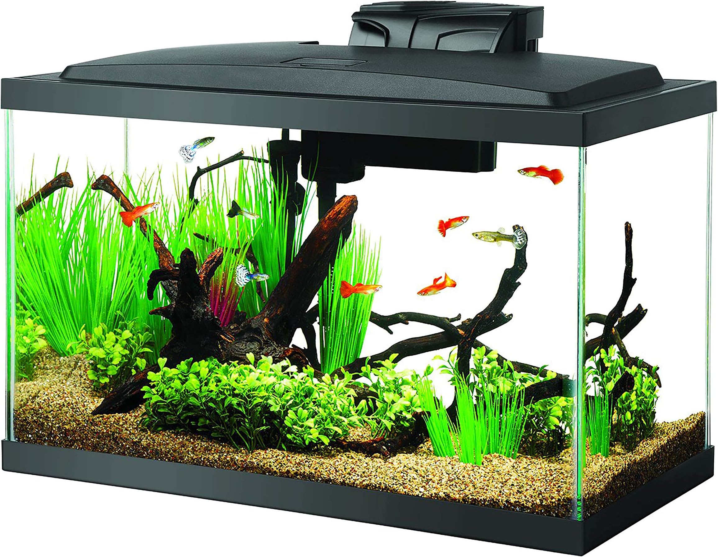 Amazon.com : Tetra Glass Aquarium 29 Gallons, Rectangular Fish Tank ...