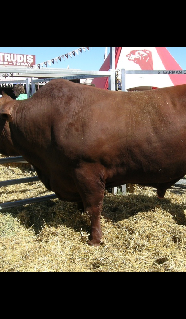 fat cow Wallpaper -- HD Wallpapers of fat cows!:Amazon.de:Appstore for ...