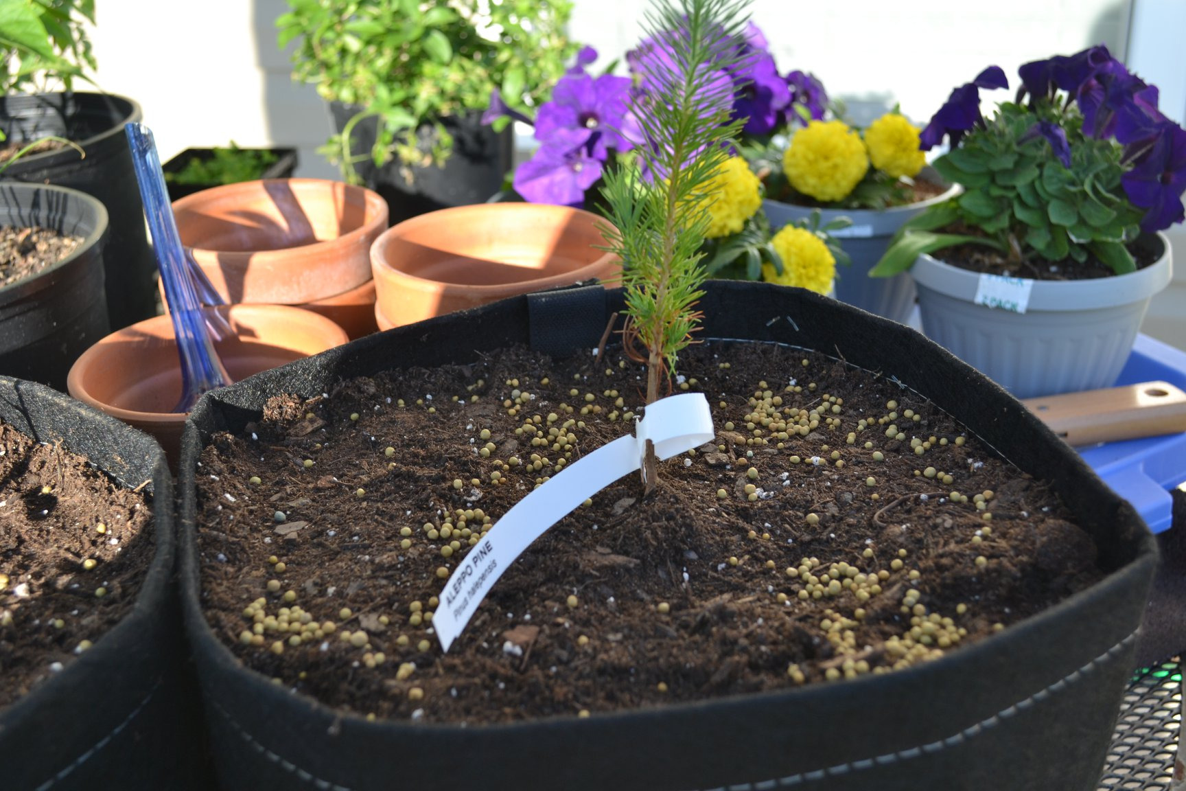 Amazon.com: Incense Cedar | Small Tree Seedling | The Jonsteen Company ...