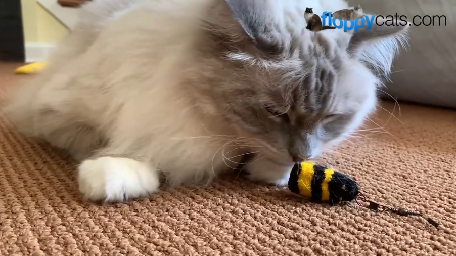 Watch GoCat Cat Catcher Da Bee Cat Toy Unboxing on Amazon Live