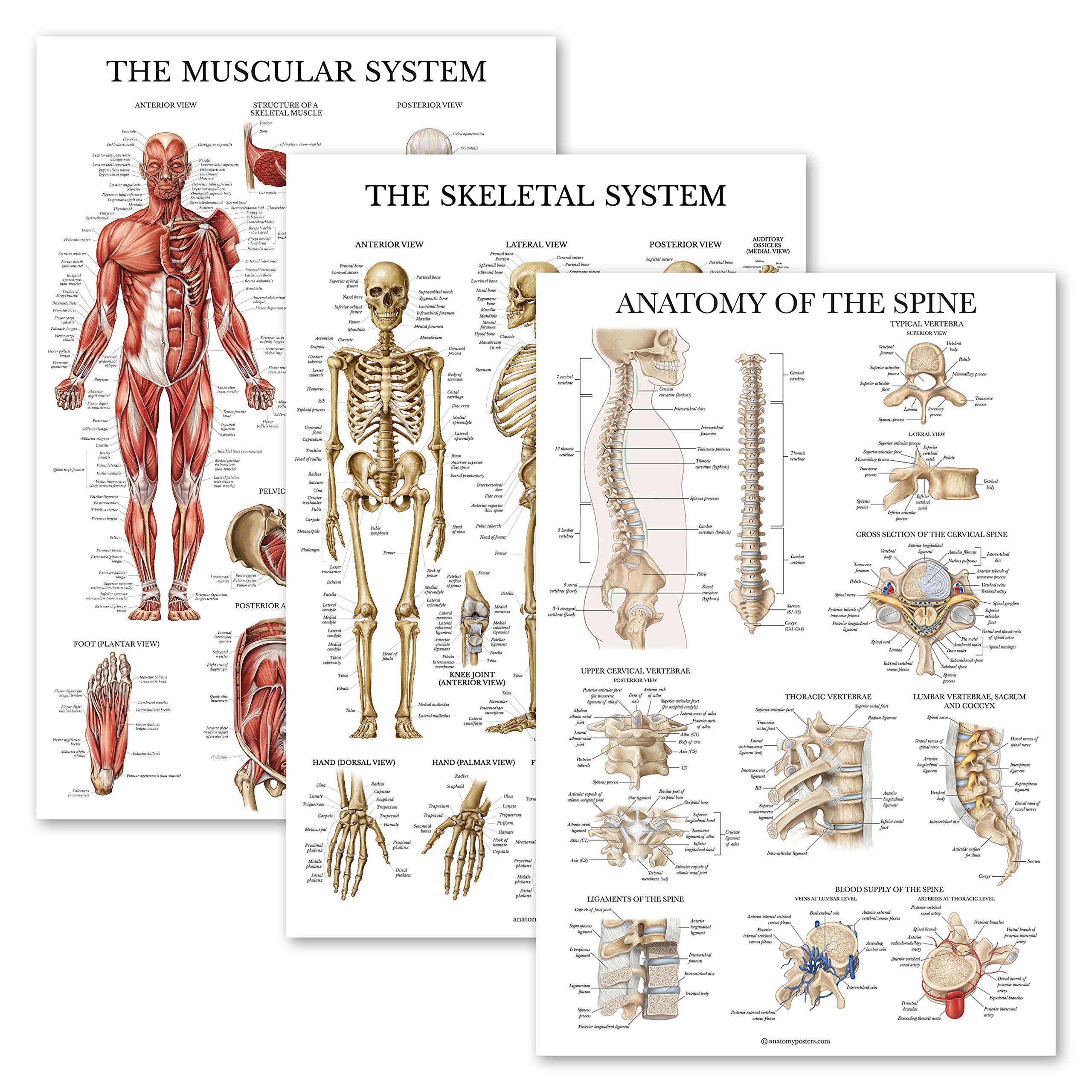 Buy 3 Pack: Muscular System + Skeletal System + Anatomy of the Spine ...