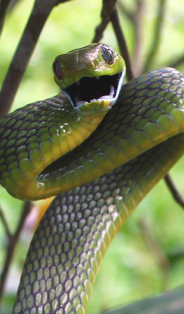 snake fang Wallpaper -- HD Wallpapers of snake fangs! - App on Amazon ...