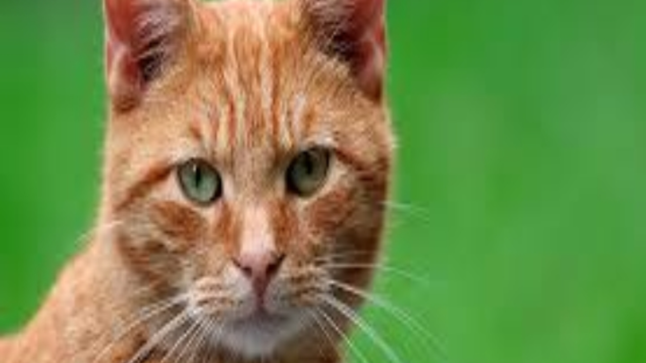 Learn ABCD for kids - App on Amazon Appstore