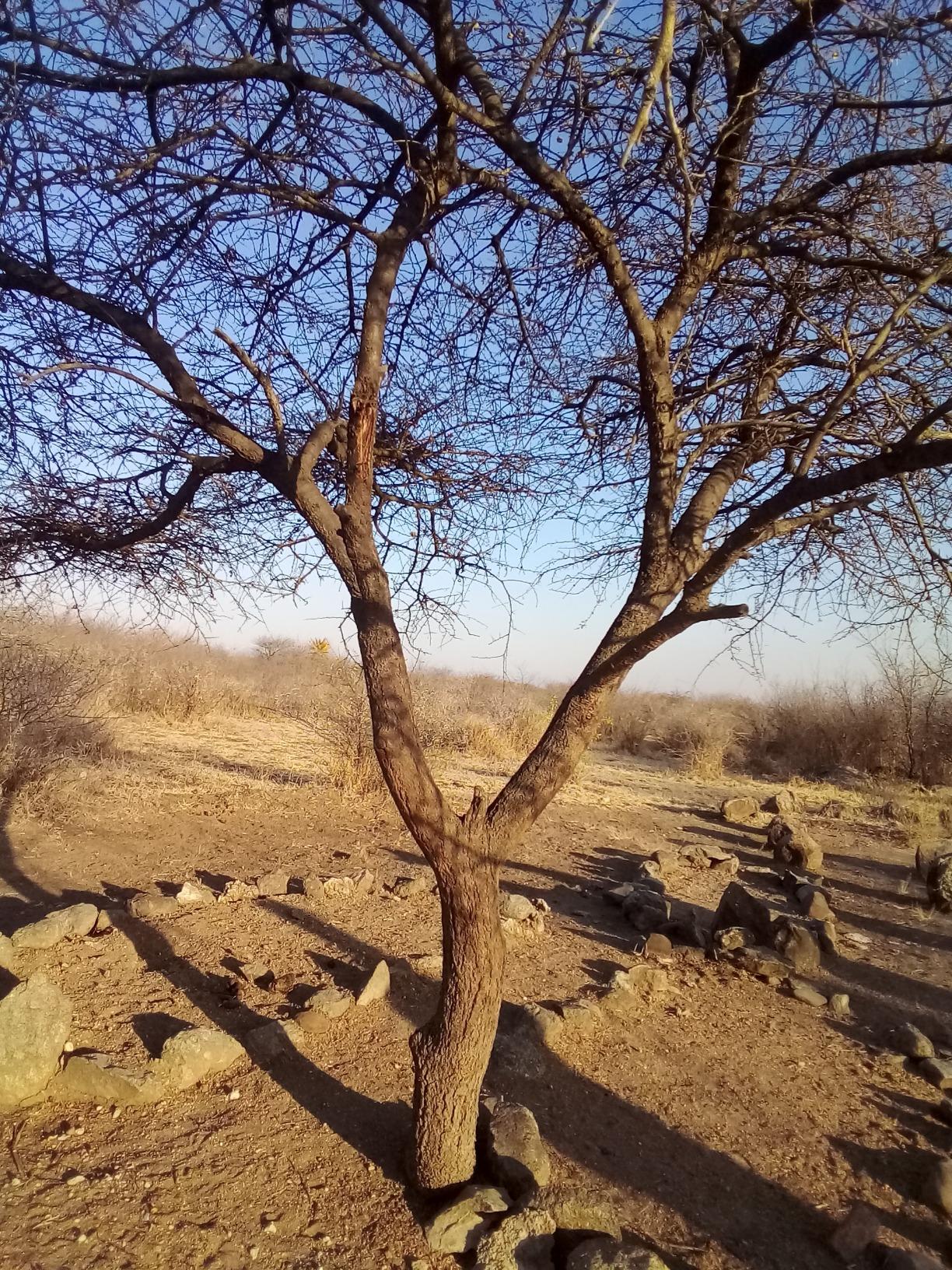 Piper Robbin and the American Oz Maker: Gleeson, Warwick: 9780999842546 ...