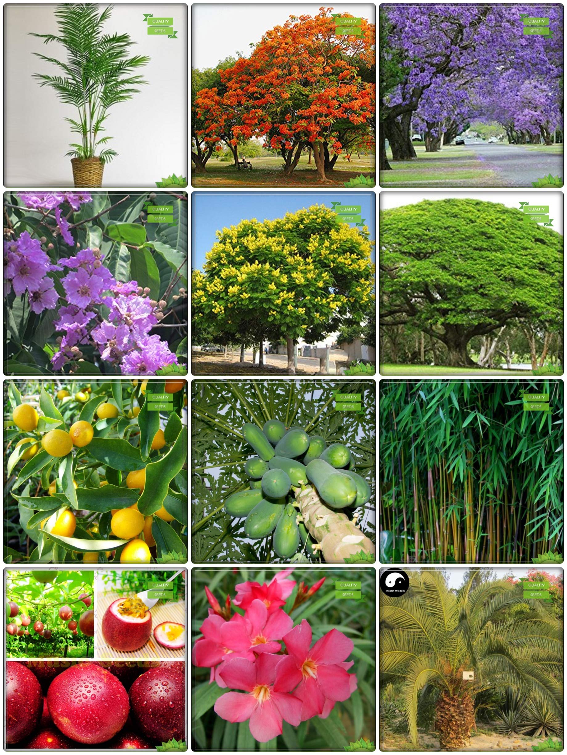 Buy Creative Farmer Combo Flower Tree and Fruit : Lemon Fruit, Papaya ...