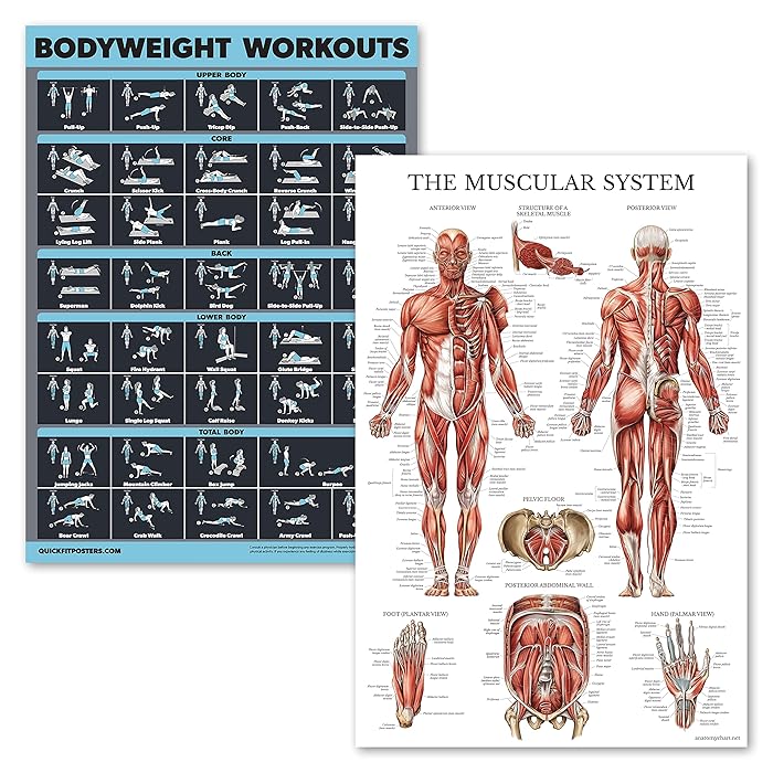 Buy 2 Pack Bodyweight Workouts and Muscular System Anatomy Poster Set ...