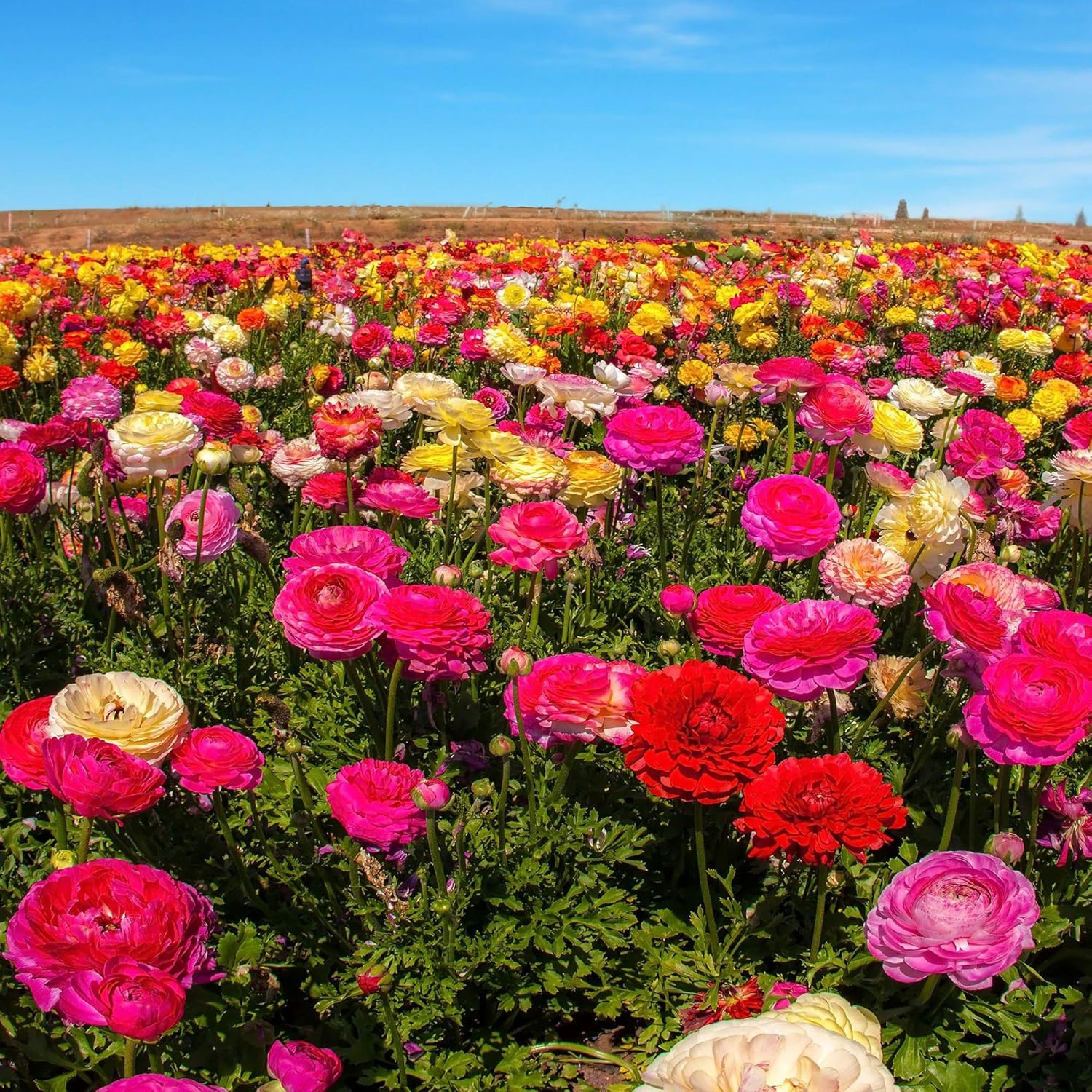 Amazon.com : Outsidepride Persian Buttercup Magic Mix Ranunculus Seeds ...