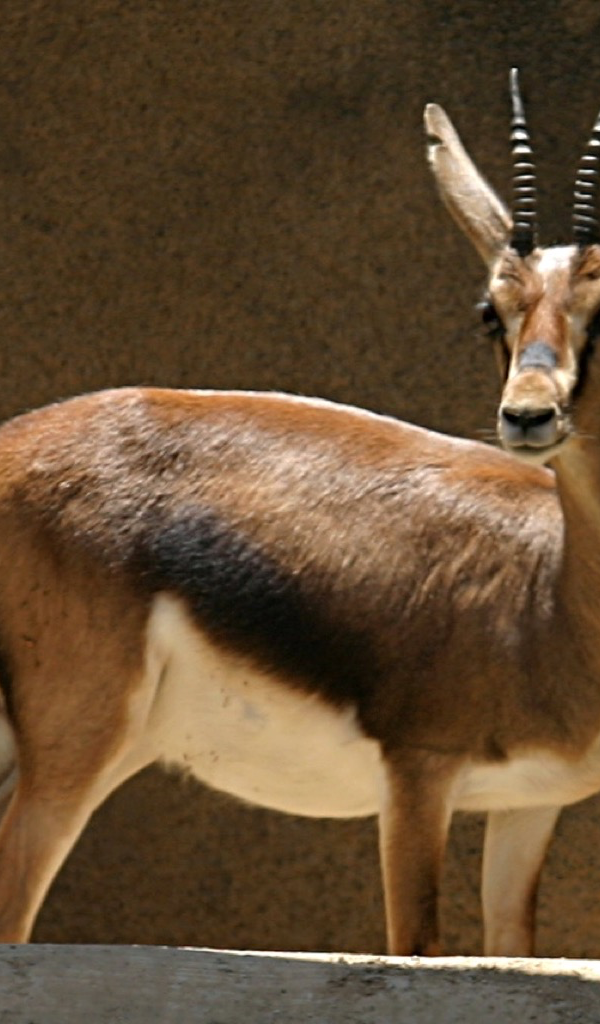 Cute Gazelle Wallpaper -- HD Wallpapers of Cute Gazelles! - Aplicativo ...