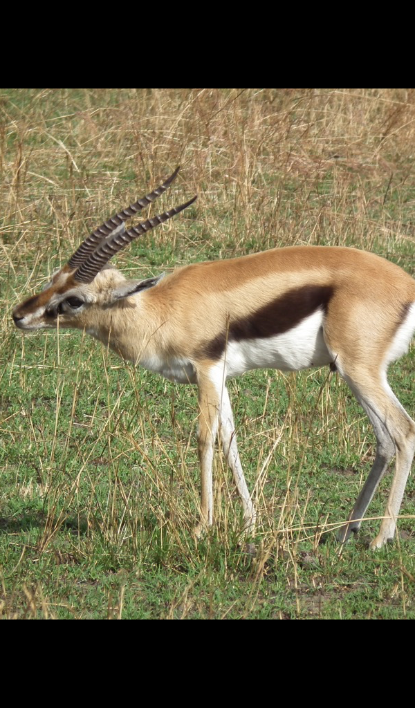 Cute Gazelle Wallpaper -- HD Wallpapers of Cute Gazelles! - App on ...