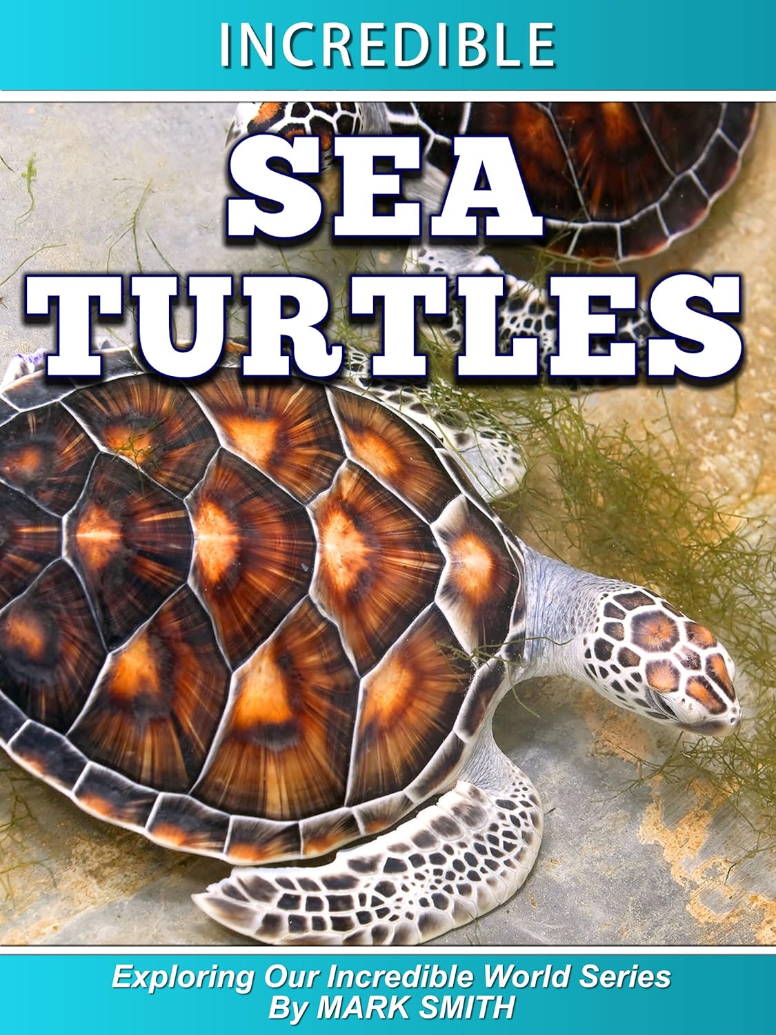 Incredible Sea Turtles: Fun Animal Books For Kids With Facts ...