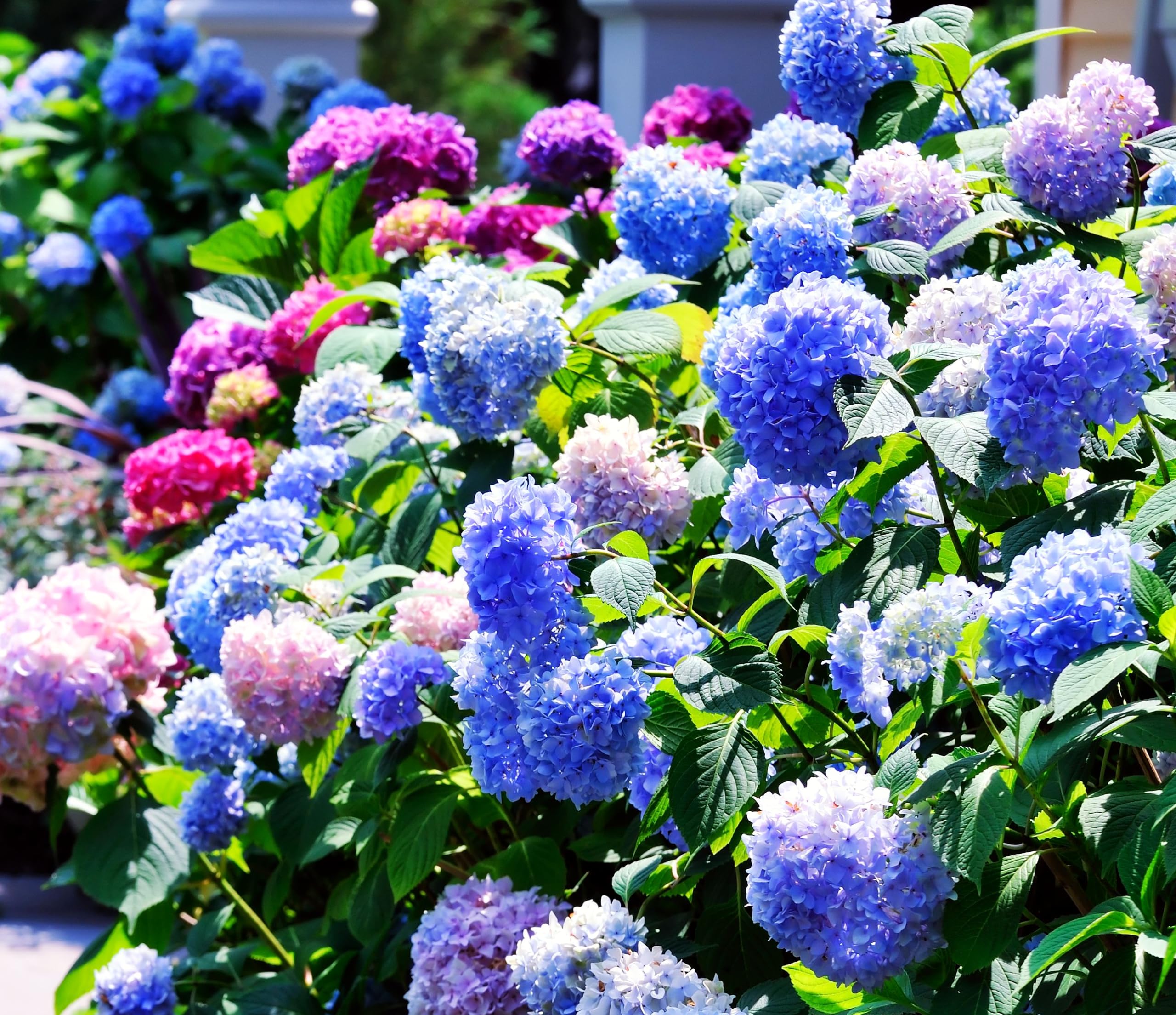 Amazon.com : 50 Pcs Blue Hydrangea Seeds - Hydrangea macrophylla Giant ...