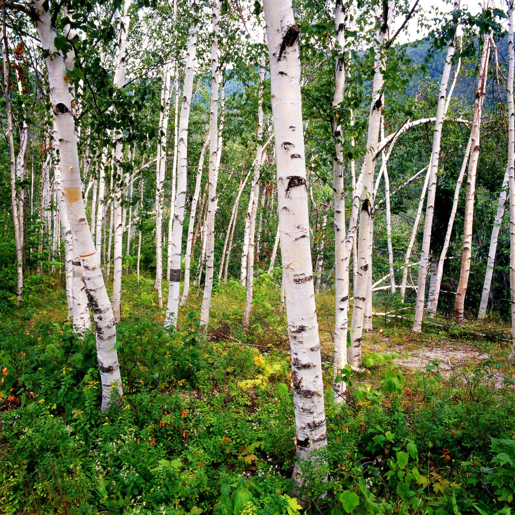Paper Birch Tree Border Birch, Paper Bark