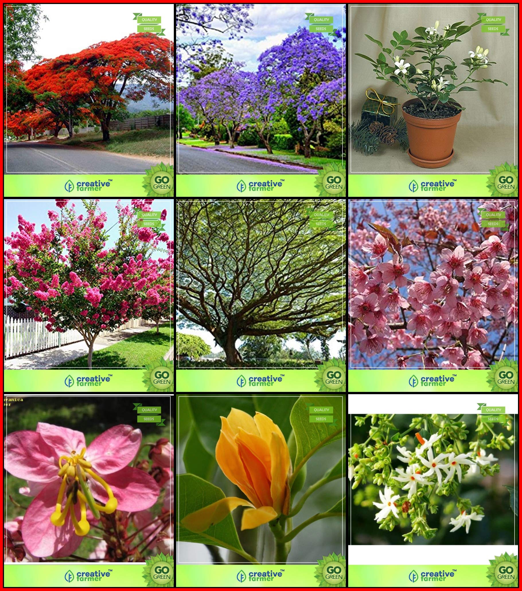 Buy Creative Farmer Garden Combo Flower Tree & Tree : Jacaranda ...
