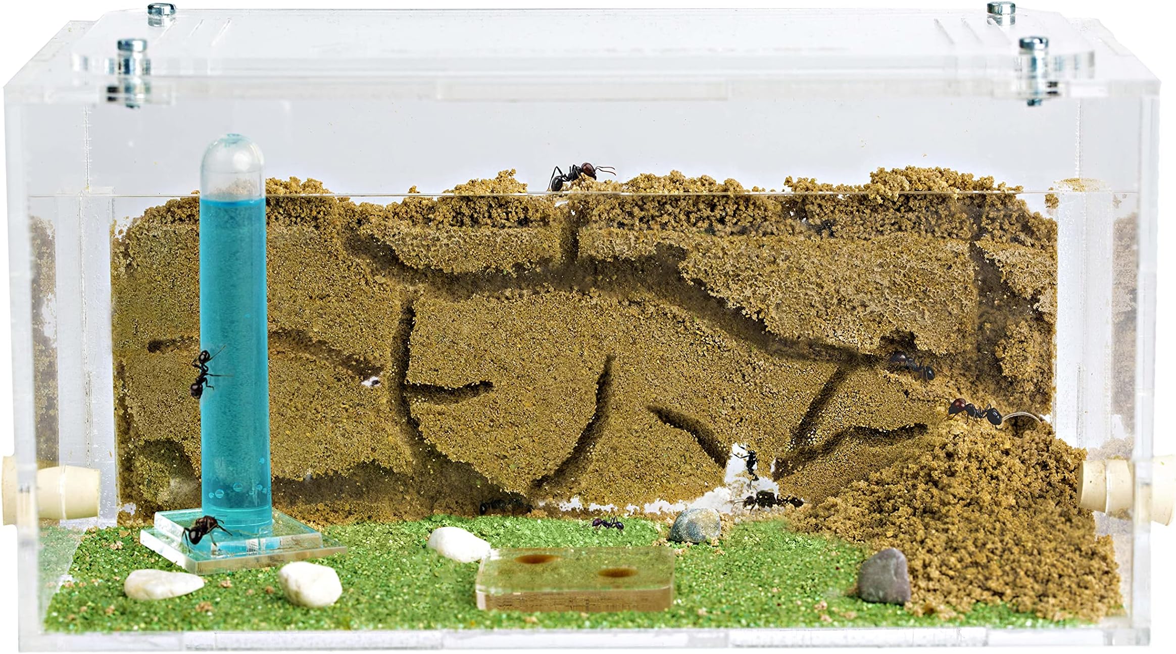 Amazon.com: AntHouse - Natural Sand Ant Farm | Acrylic T Big Kit 9.84x7 ...