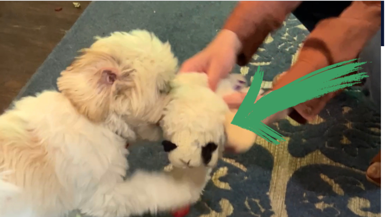 Watch Here is why I like this lamb chop dog toy on Amazon Live
