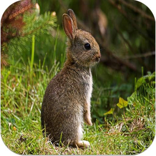 Rabbit Pet Care Tips Videos - App on Amazon Appstore