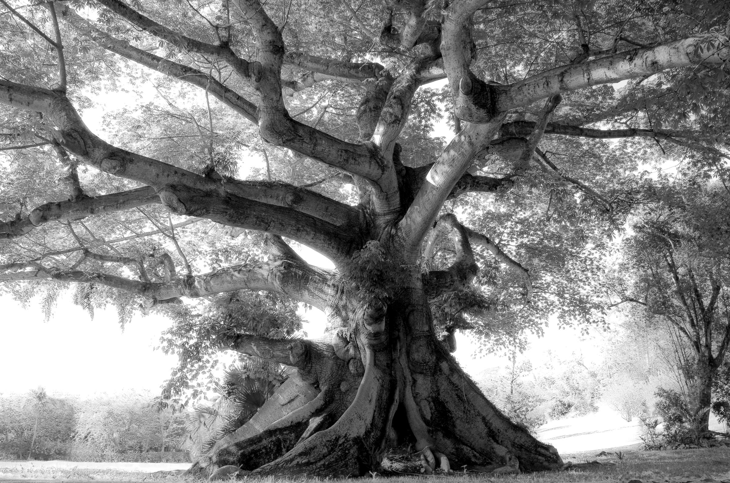 Black And White Shaded Trees EastSmooth Black And White Beach Wall