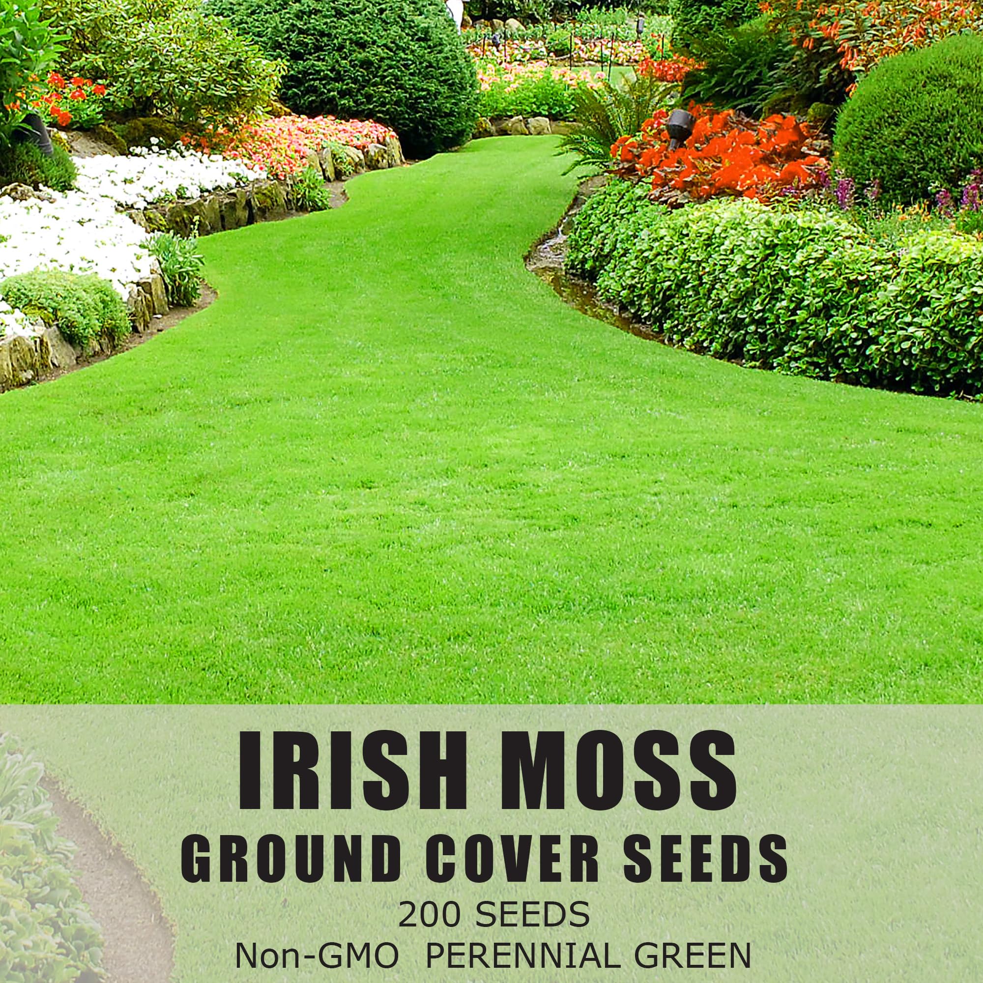 Irish Moss Lawn Green Irish Moss – Chelsea Garden Center