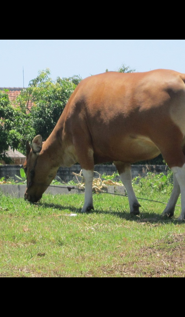 fat cow Wallpaper -- HD Wallpapers of fat cows! - App on the Amazon ...