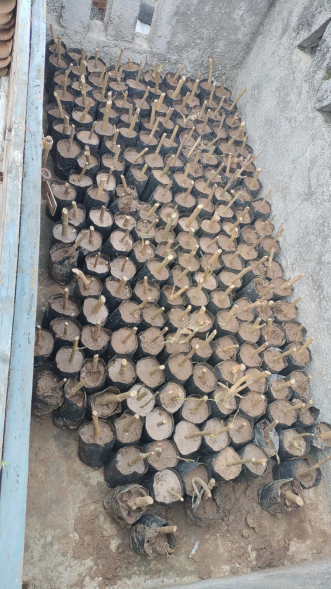 PURE AGROVET ENTERPRISES Fodder Mulberry/Shahtoot (Morus) Green Fodder ...