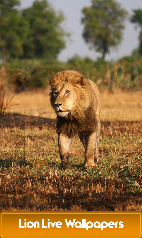 Lion Live Wallpapers - Application sur Amazon Appstore
