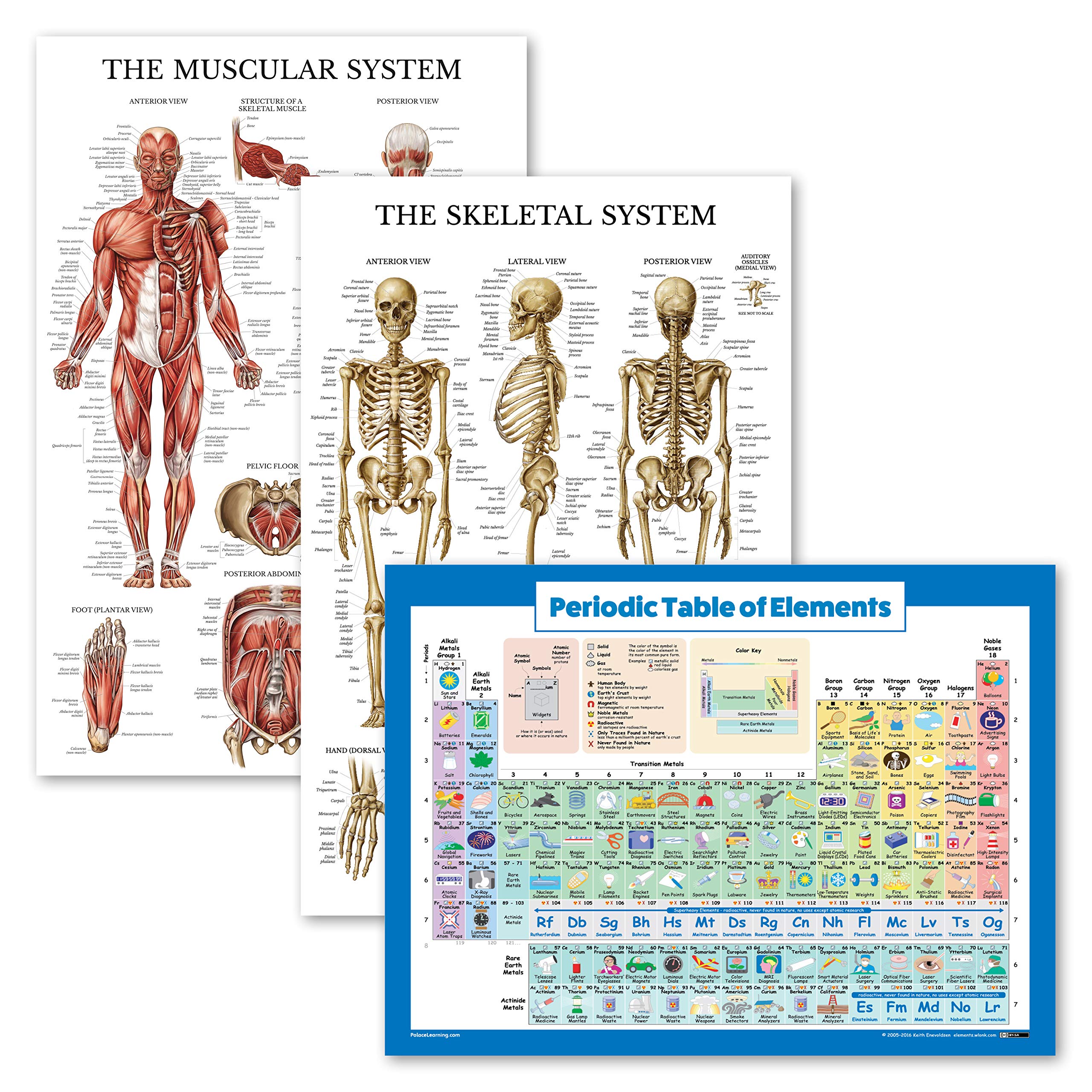 Buy Palace Learning 3 Pack - Muscle + Skeleton + Periodic Table of the ...