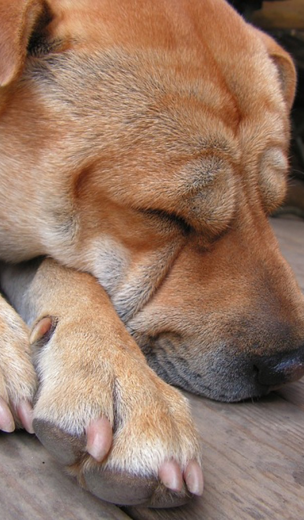 Snuggling Dog Wallpaper -- HD Wallpapers of Snuggling Dogs! - App on ...
