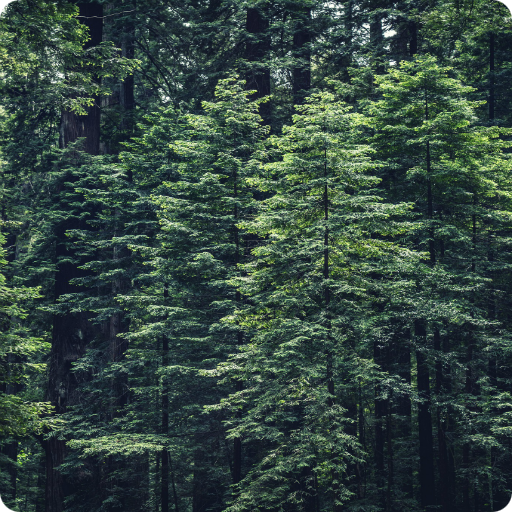 Forest Wallpapers and Backgrounds - App on Amazon Appstore