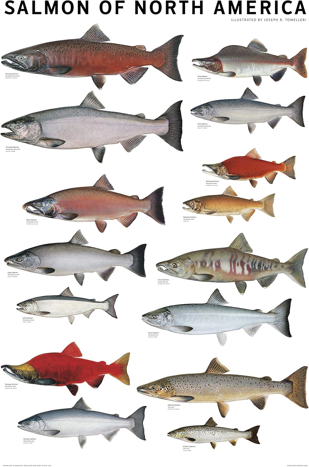 Amazon.com: Picture Peddler Laminated Salmon of North America by Joseph ...