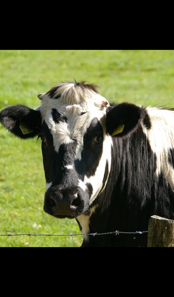 Holstein Cow Wallpaper -- HD Wallpapers of Holstein Cows! - App on ...