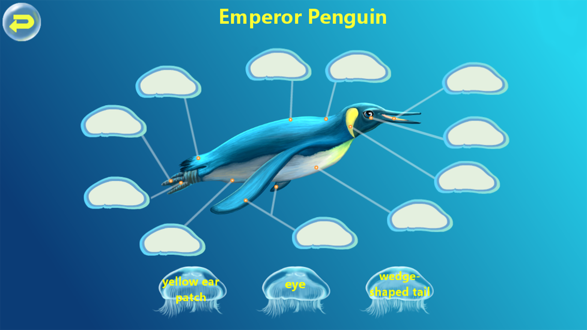 Amazing Ocean Animals- Educational Learning Apps for Kids - App on ...