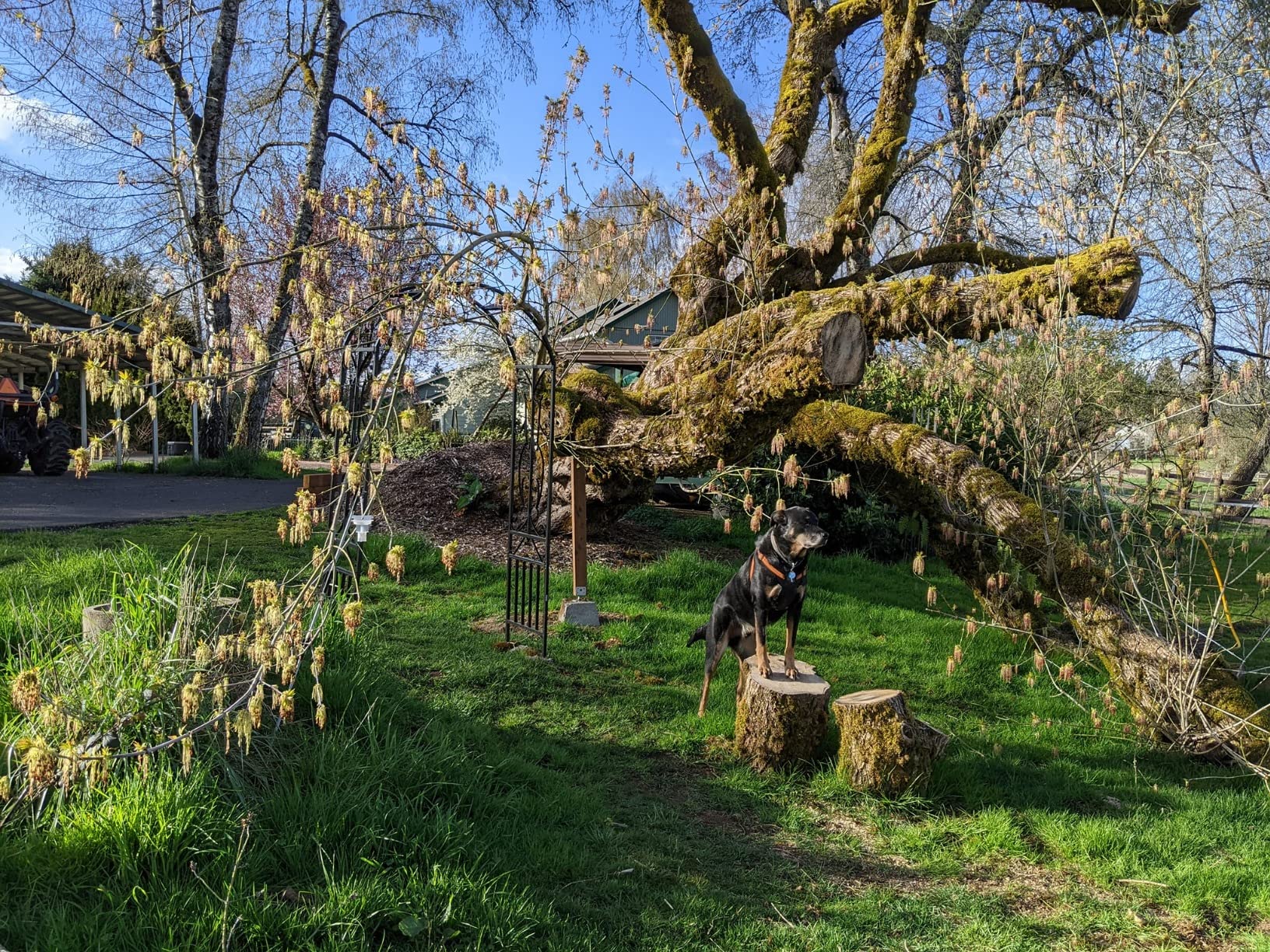 $19/mo - Finance Garden Arches and Arbors Outdoor Black Metal Arbor for ...