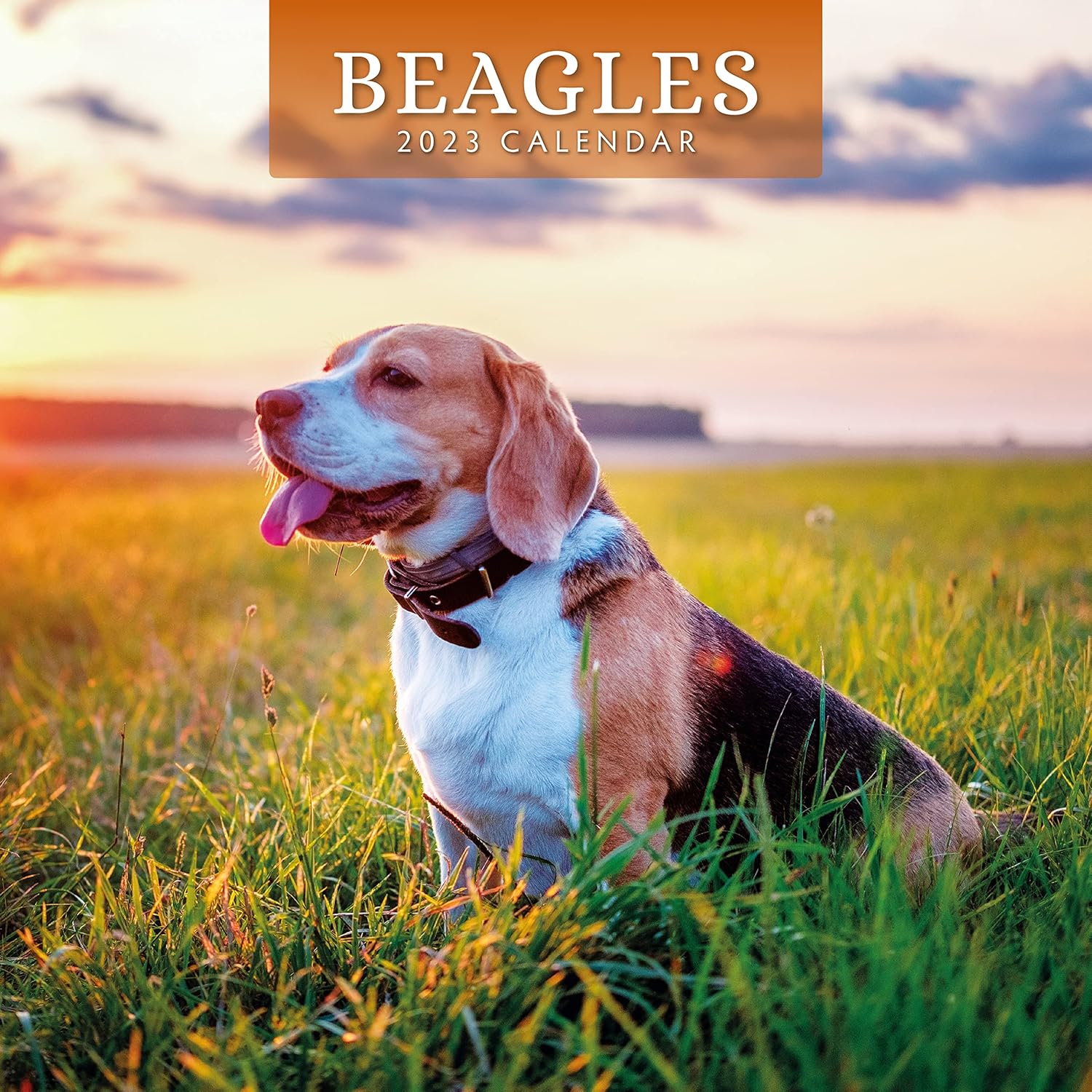 Amazon.com: 2023 Beagles Monthly Wall Calendar by Red Robin Calendars ...