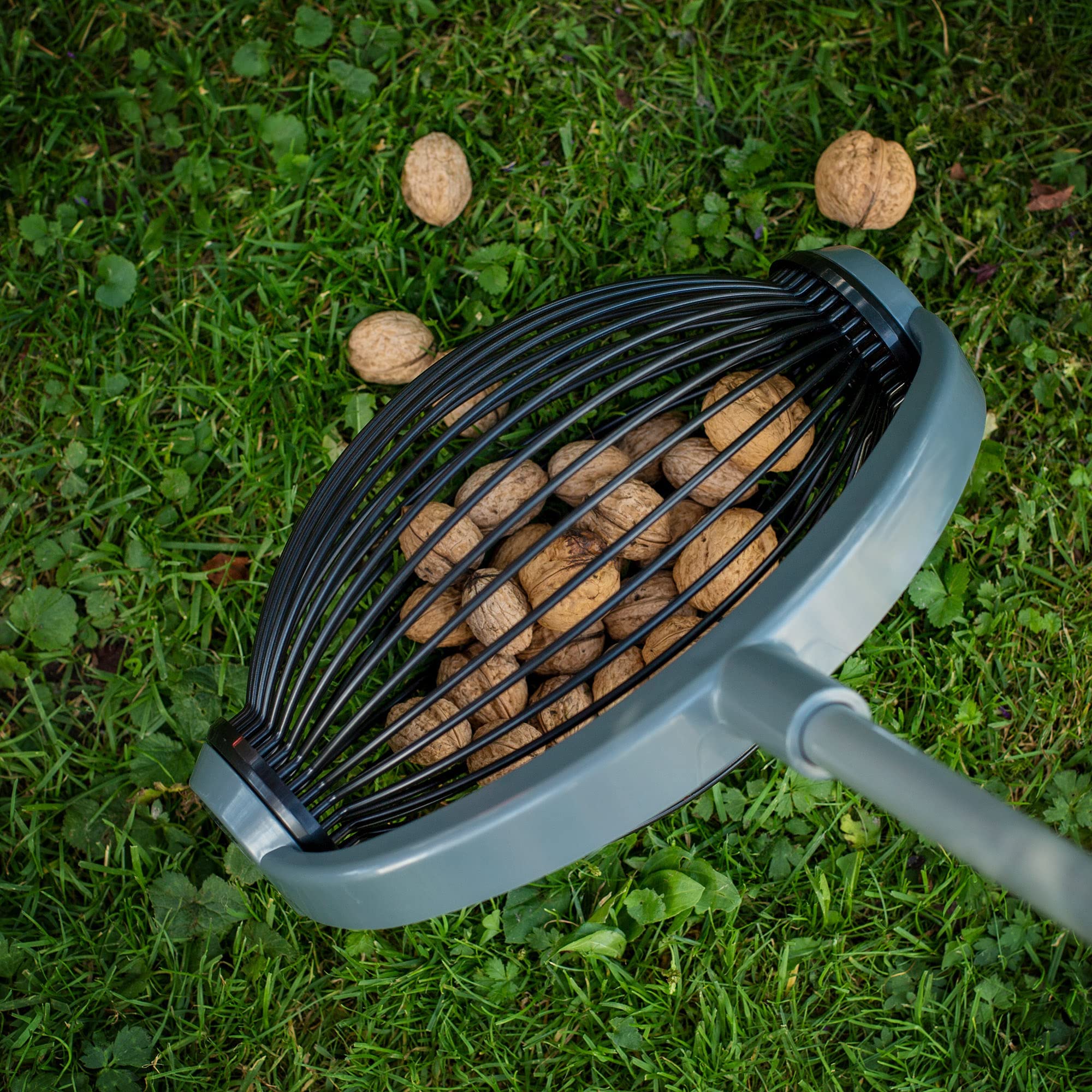 Nut Collector Rolling Collector Fruit Picker Fallen When Is Walnut