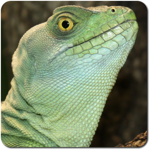 Talking Lizard Voice Changer - Reptile Voice - App on Amazon Appstore