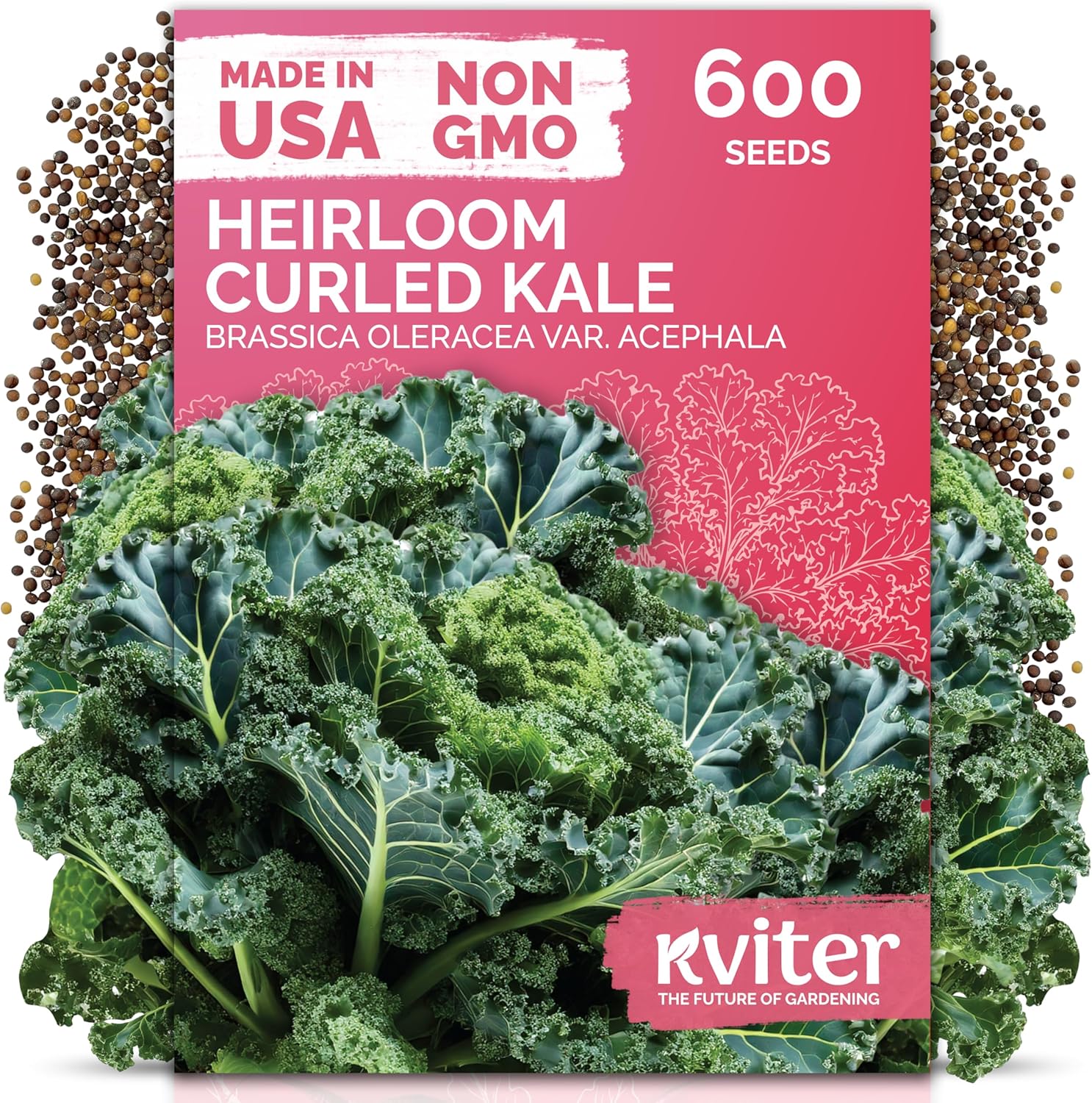 Amazon.com : KVITER 600 Vates Blue Scotch Curly Kale Seeds (Brassica ...