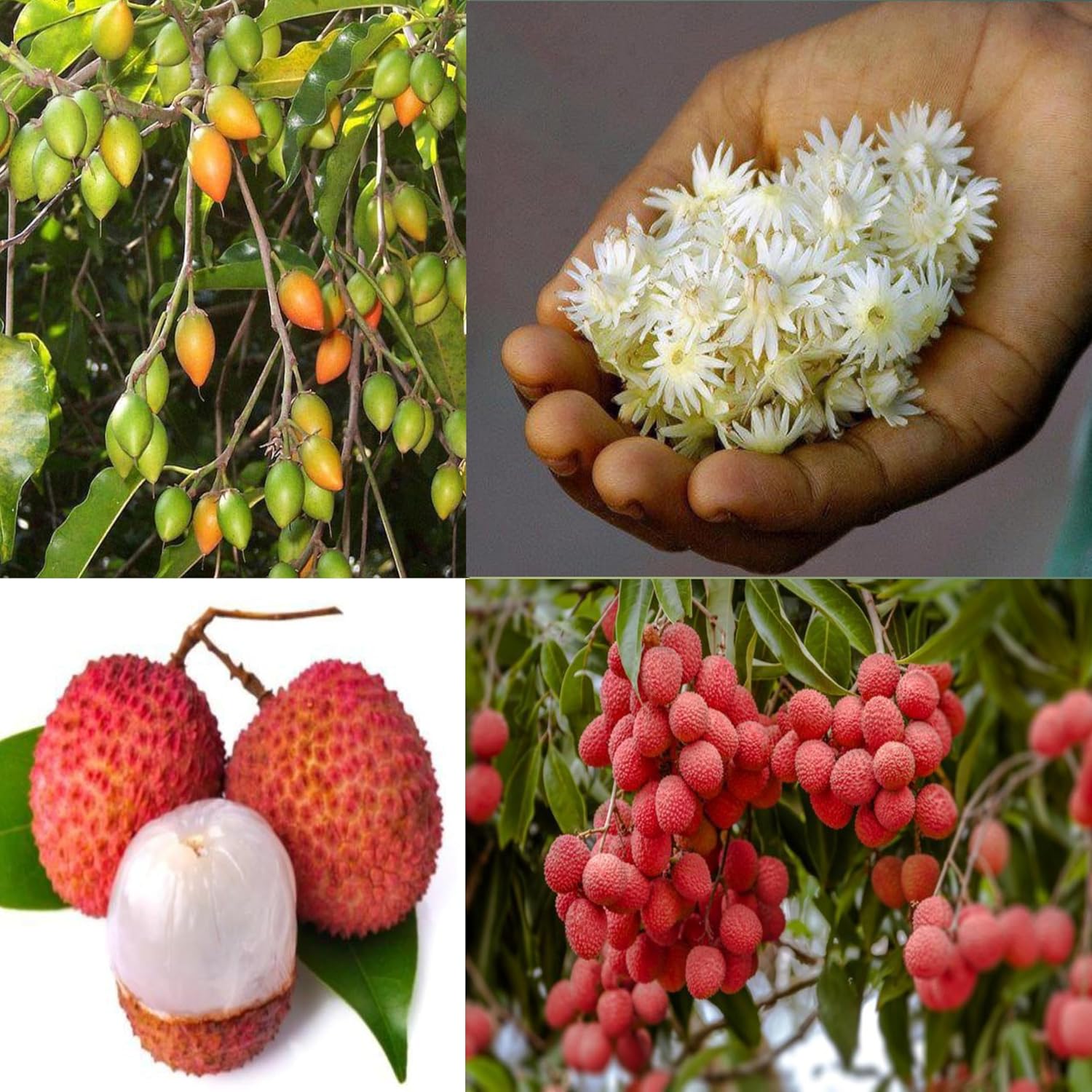Eroanvia Combo 2 "Bakul Plant Bonsai Lytchee Plant Hybrid Litchi Tree ...