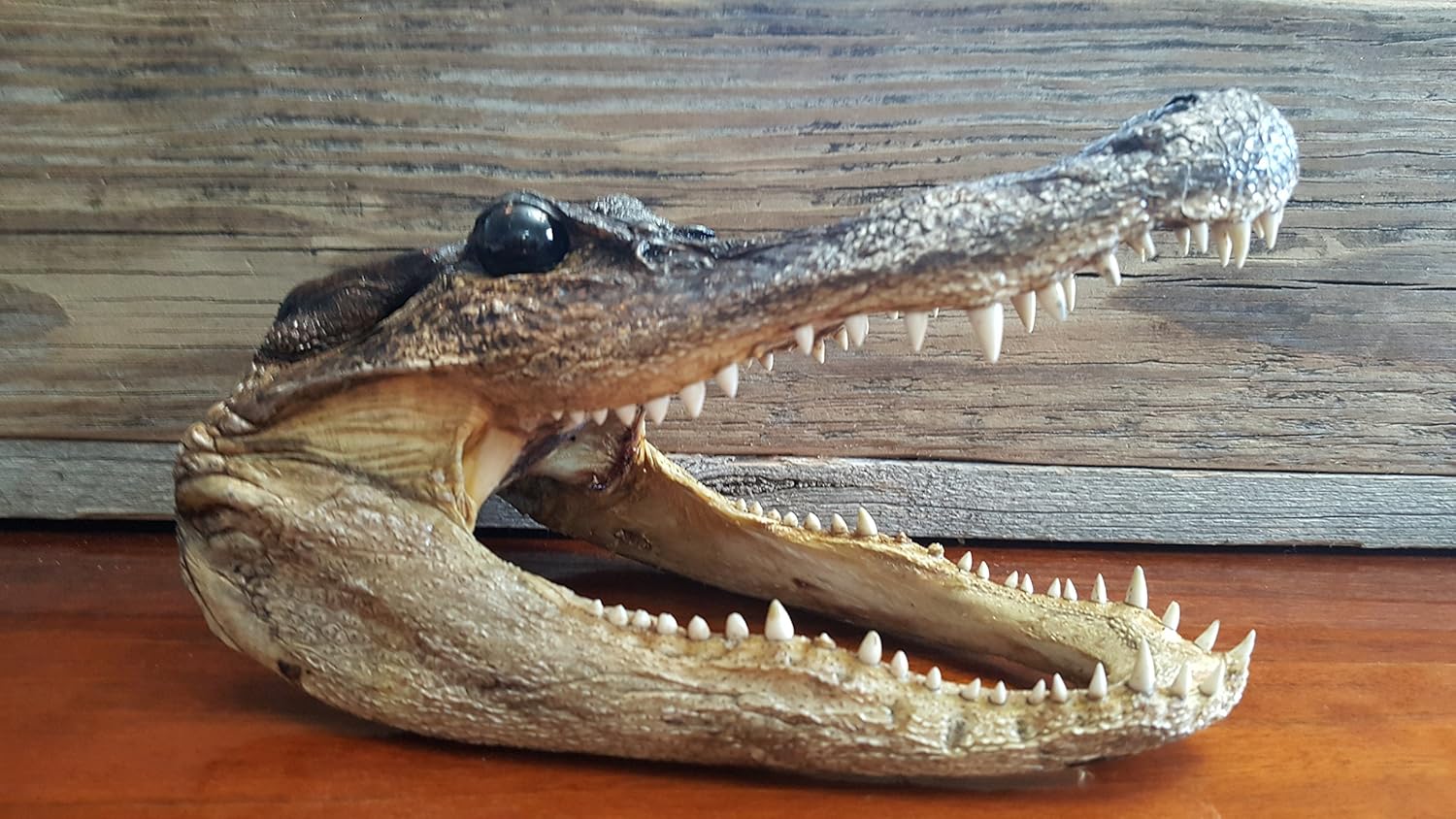 Amazon.com: Preserved Alligator Head 7-9" : Industrial & Scientific